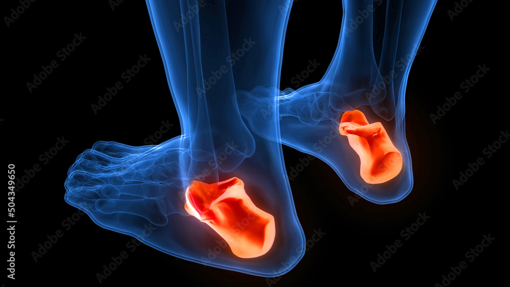 Human Skeleton System Calcaneus Bone Joints Anatomy Stock Illustration ...