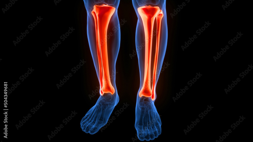 Human Skeleton System Tibia and Fibula Bone Joints Anatomy Stock ...