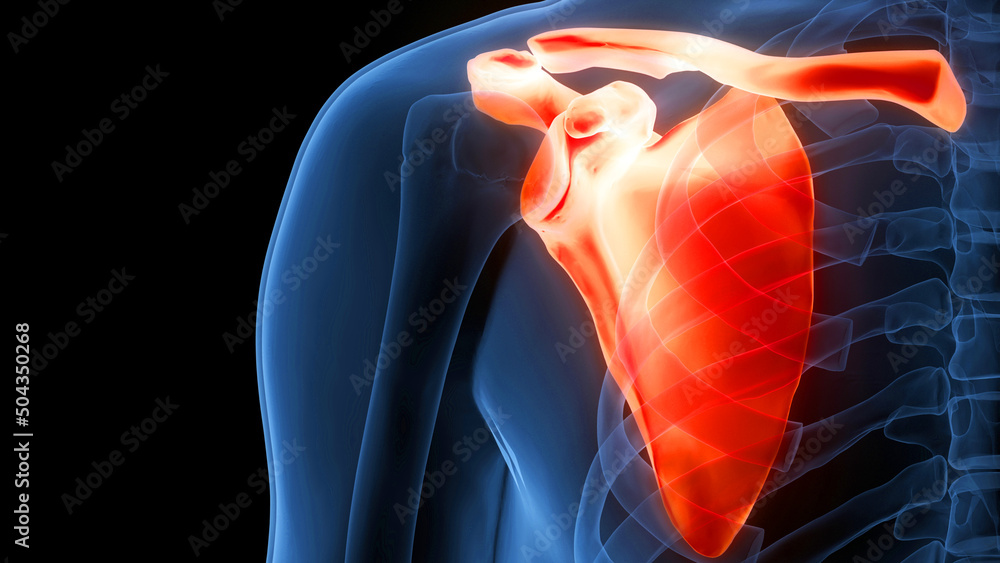 Human Skeleton System Pectoral Girdle Bone Joints Anatomy Stock ...