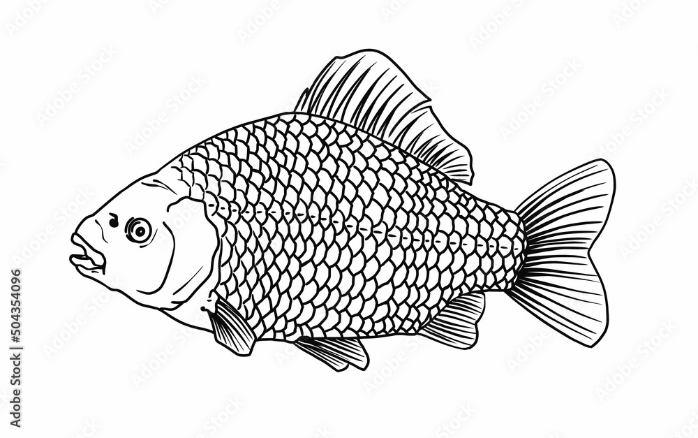 Common Carp Fish Diagram