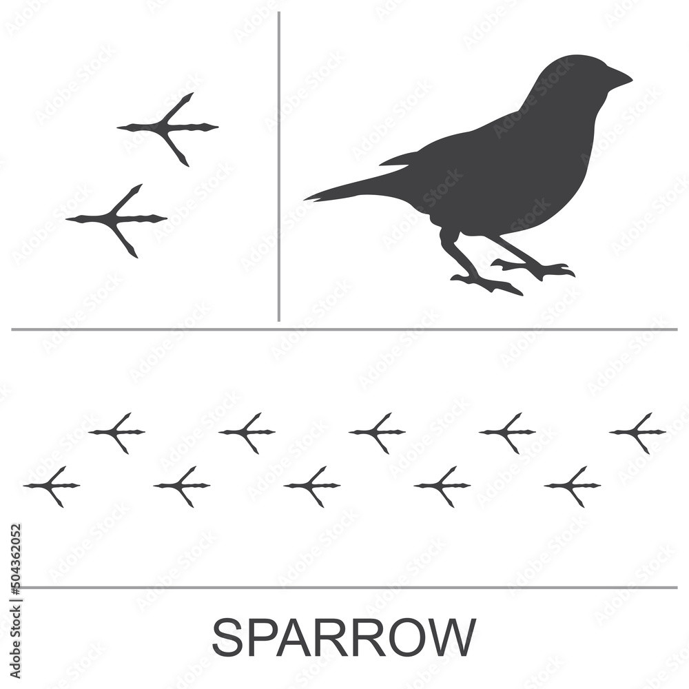 Silhouette and footprints of a sparrow. Vector illustration. Stock ...