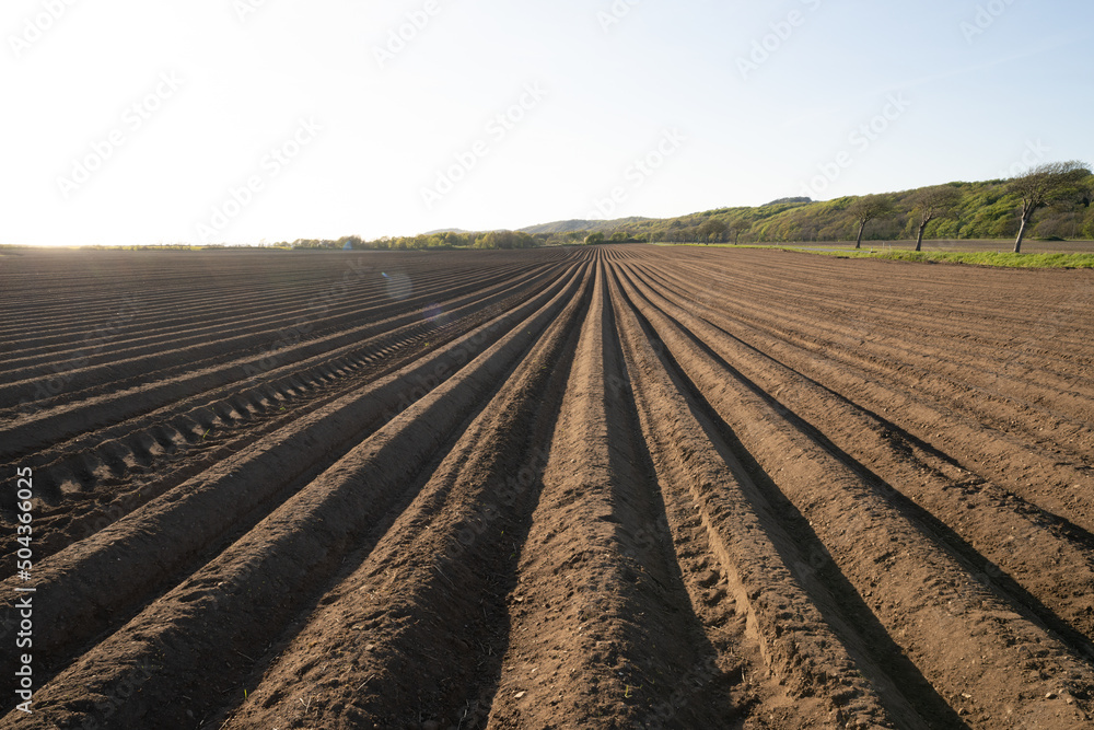 Furrows row pattern in a plowed field prepared for planting crops in ...