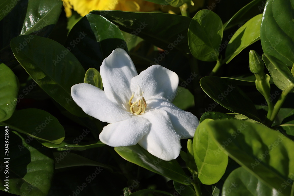Cambodia. Gardenia jasminoides, commonly known as gardenia, is an ...