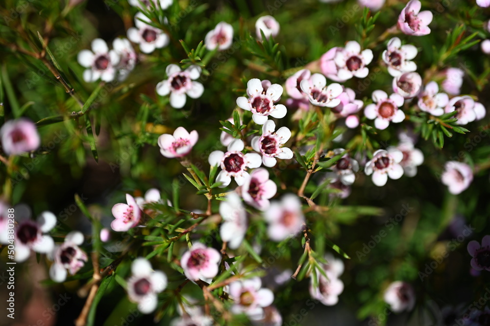 Leptospermum scoparium. Leptospermum scoparium also known as Snow White ...
