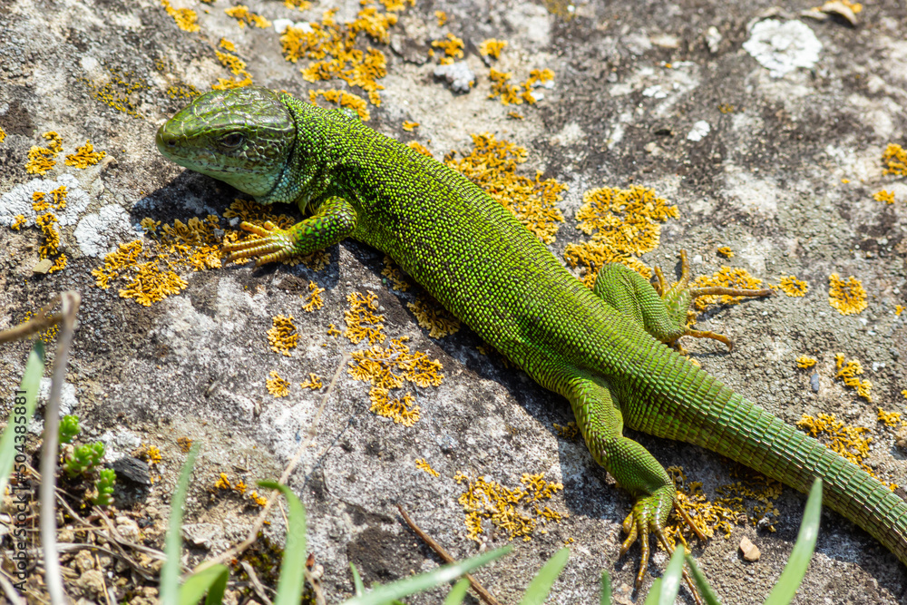 Photo & Art Print Green lizard, Lacerta viridis, is a species of lizard ...