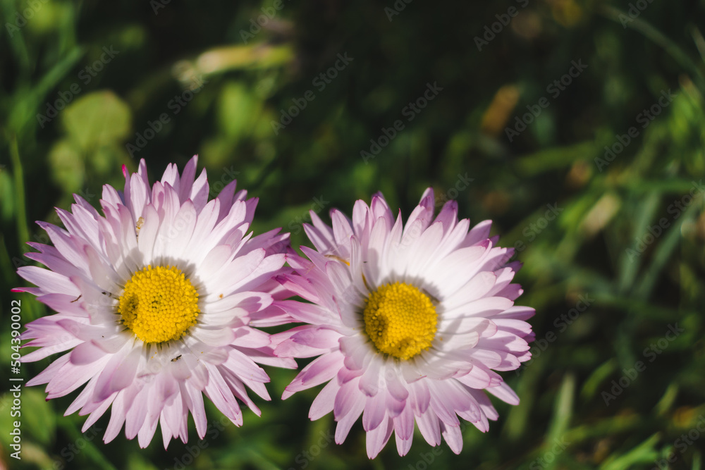 Two flower heads in the green grass. Formed as a symbol of infinity or ...