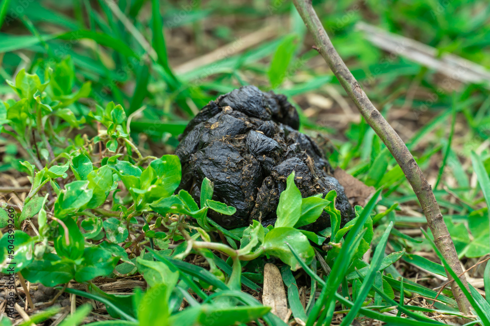 Close-up black color goat excrement. Faeces animal in the green grass ...