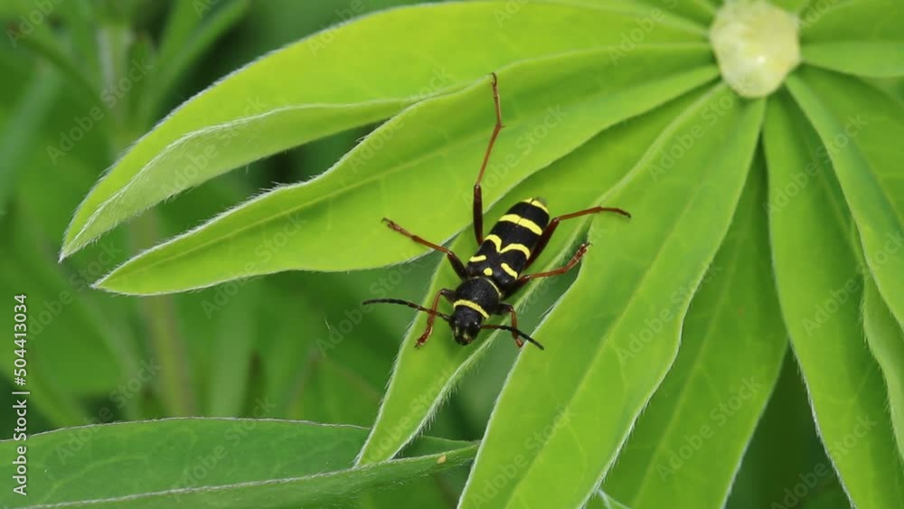 Wasp Beetle, Clytus arietis. A small harmless species of Long-Horn ...