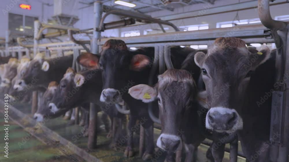 The process of milking cows on a dairy farm. Automatic milking of cows ...