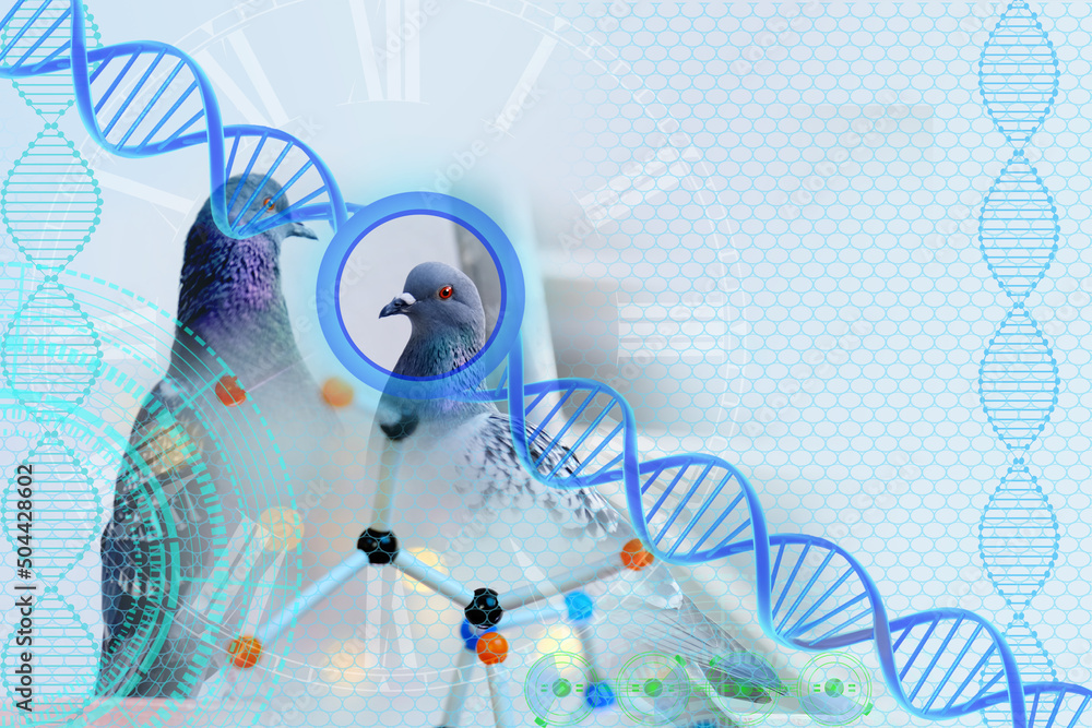 two Feral pigeons in chemical laboratory, people concept, biology ...