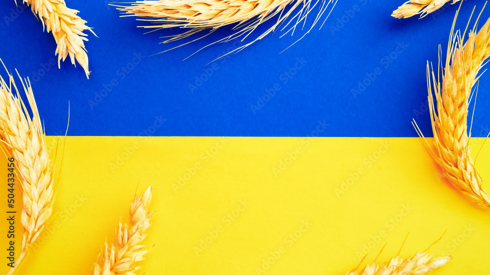 Yellow blue wheat grain background. Ukrainian symbol with wheat grain ...
