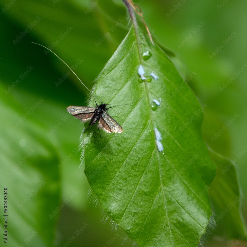 Green longhorn, male - Adela reaumurella. Moth family Adelidae, the ...