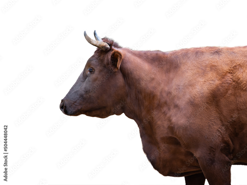 cow portrait isolated on white background Stock Photo | Adobe Stock