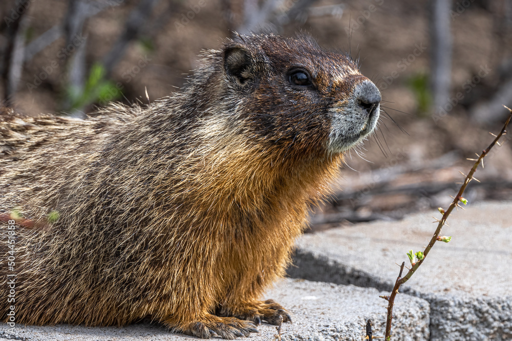 Yellow-bellied Marmot (Marmota flaviventris) on the Watch Stock Photo | Adobe Stock
