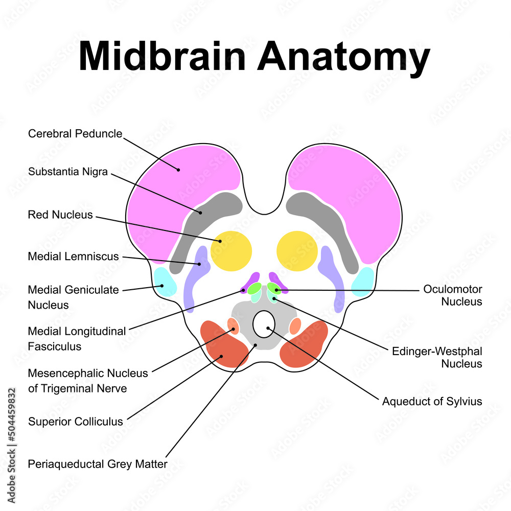 Scientific Designing of Midbrain Anatomy. Axial Section at The Level of ...