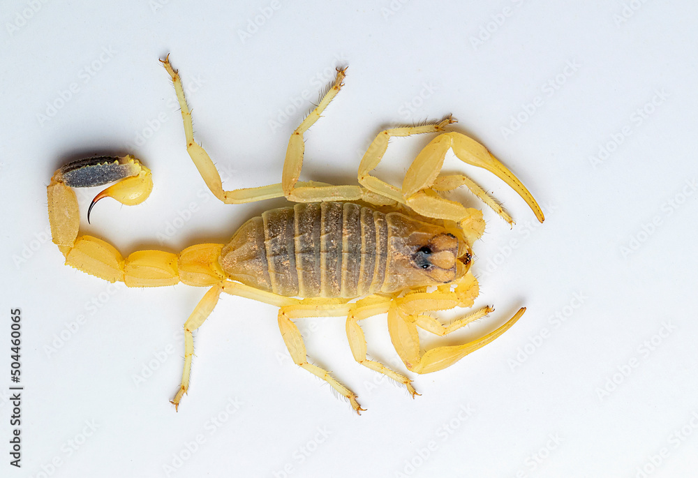deathstalker (Leiurus quinquestriatus) is a species of scorpion Stock ...