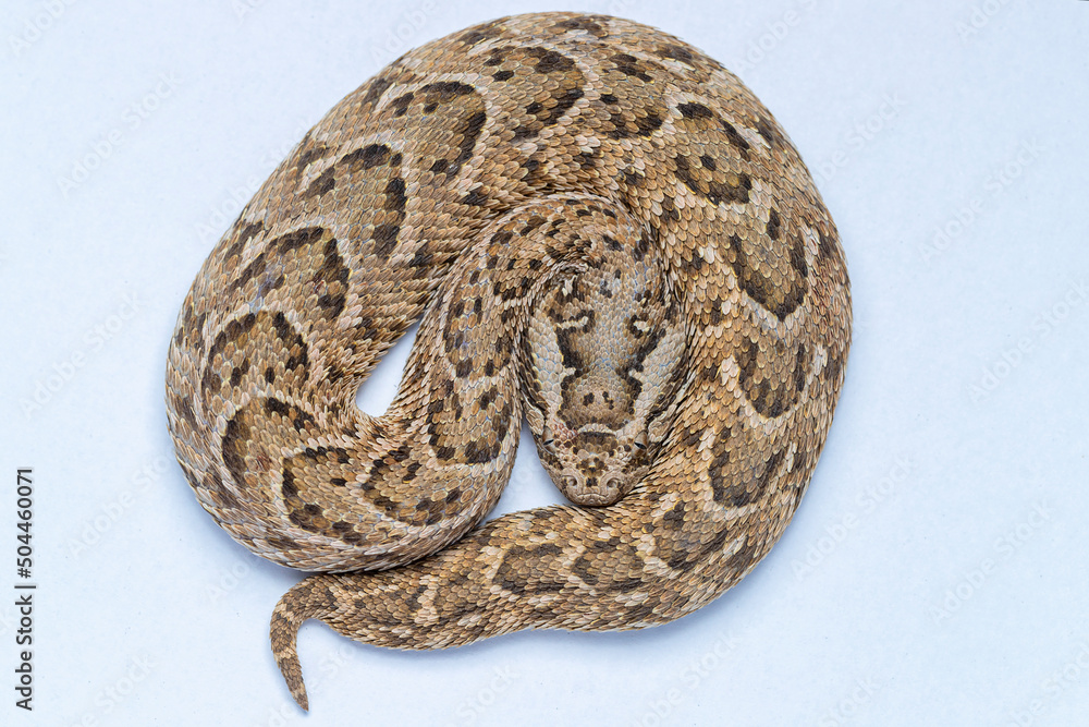 puff adder (Bitis arietans) is a venomous viper species Stock Photo ...