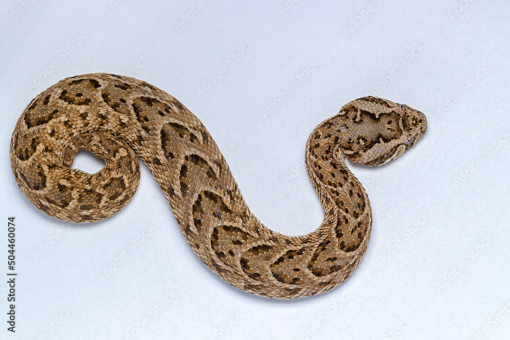 puff adder (Bitis arietans) is a venomous viper species Stock Photo ...