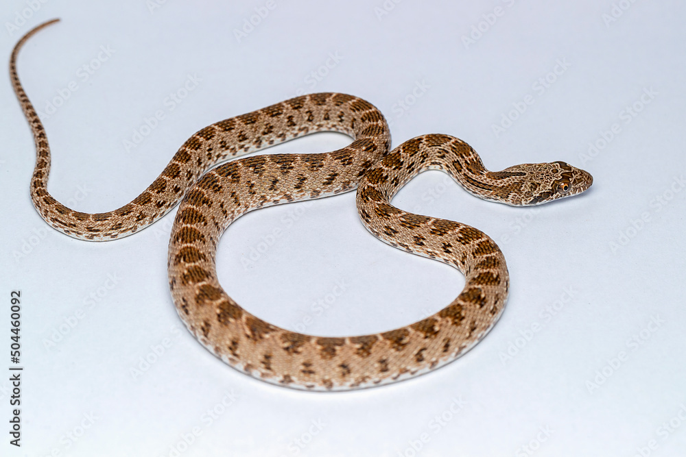 Spalerosophis diadema, known commonly as the diadem snake and the royal ...