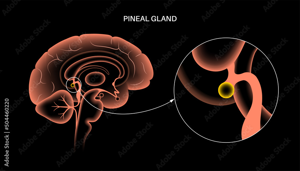 Poster Pineal gland anatomy – Wall Art | UkPosters