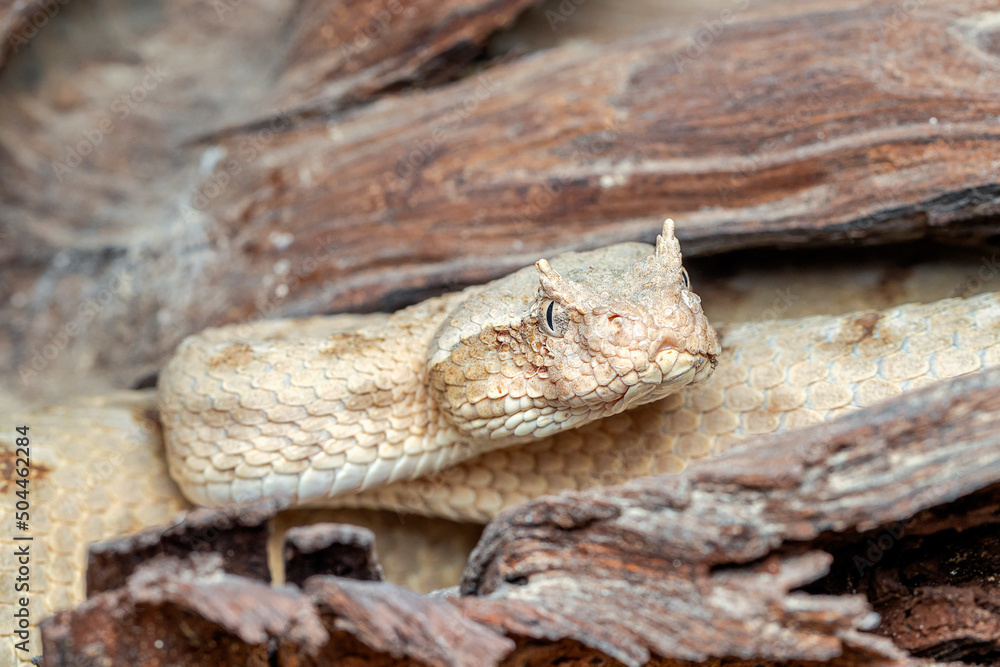 Foto de False Horned Viper or Persian horned viper (Pseudocerastes ...