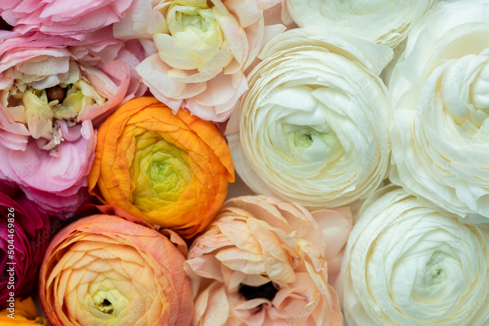 Graduated flower background Stock Photo | Adobe Stock