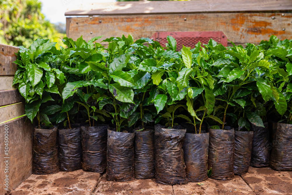 Dwarf coffee plant seedling at coffee farm truck in Costa Rica Stock ...
