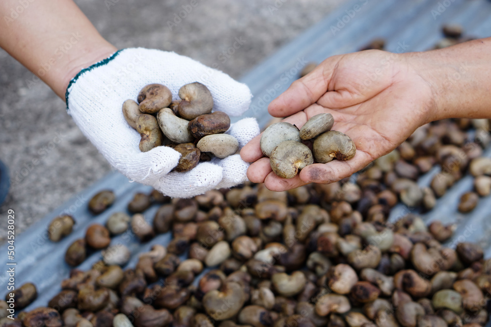 Farmer's hands hold cashew nut to select the best quality from the pile ...