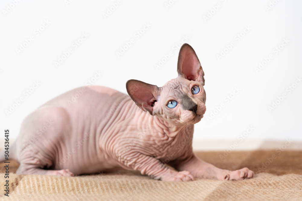 Cute 4 months old Canadian Hairless Sphynx male cat of blue mink and ...