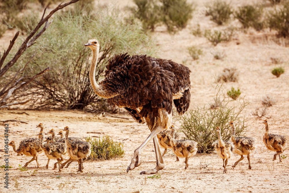 African Ostrich female with pack of chicks in Kgalagadi transfrontier ...