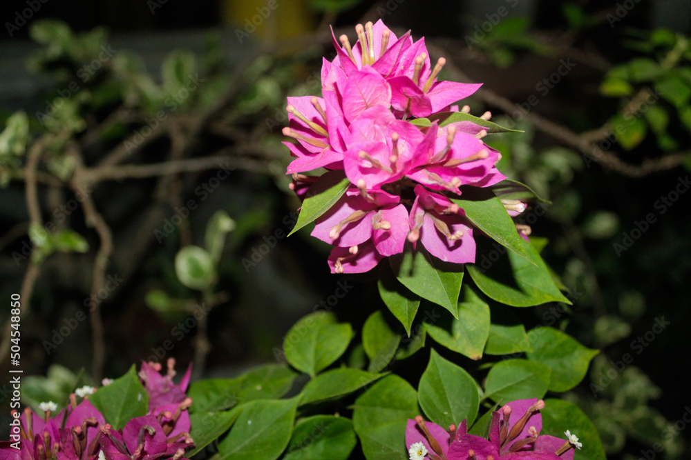 Bougenville is the national flower of Grenada. Stock Photo | Adobe Stock