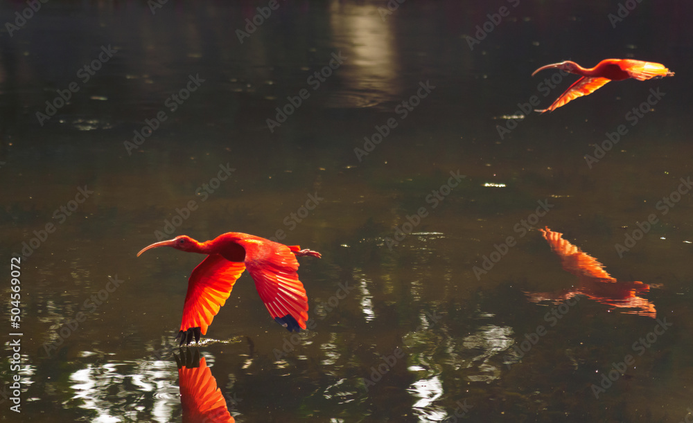 group of red ibis flying Stock Photo | Adobe Stock