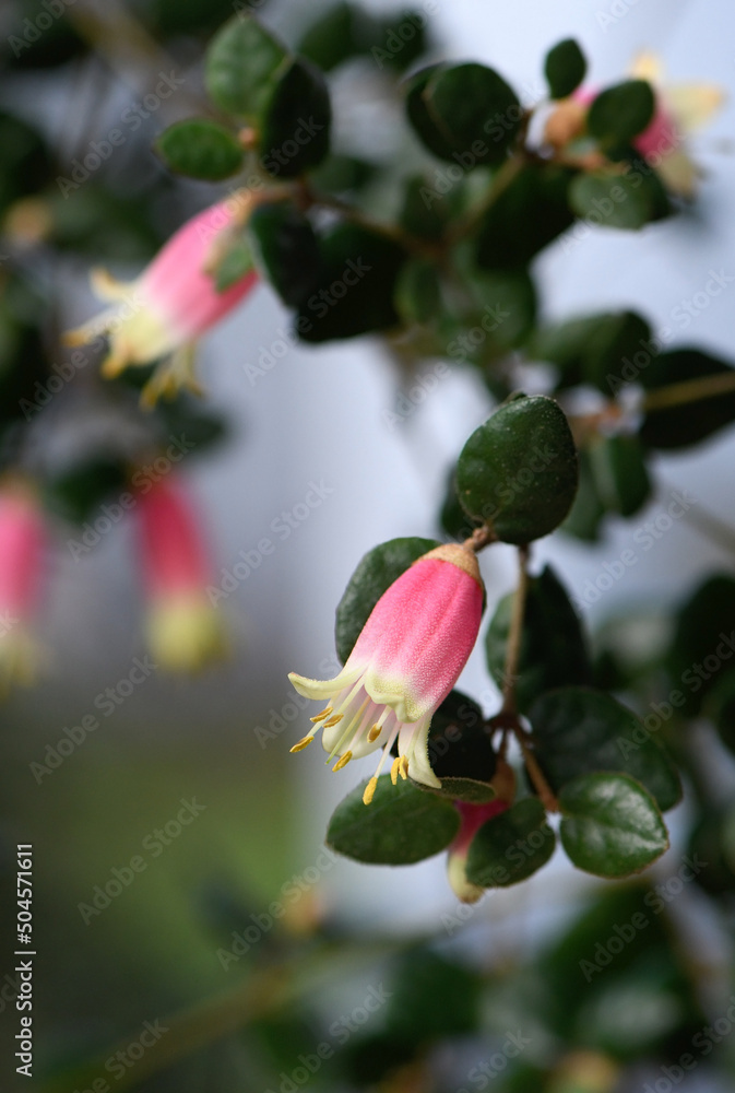 Bell shaped pink and yellow flowers of the Australian Correa variety ...