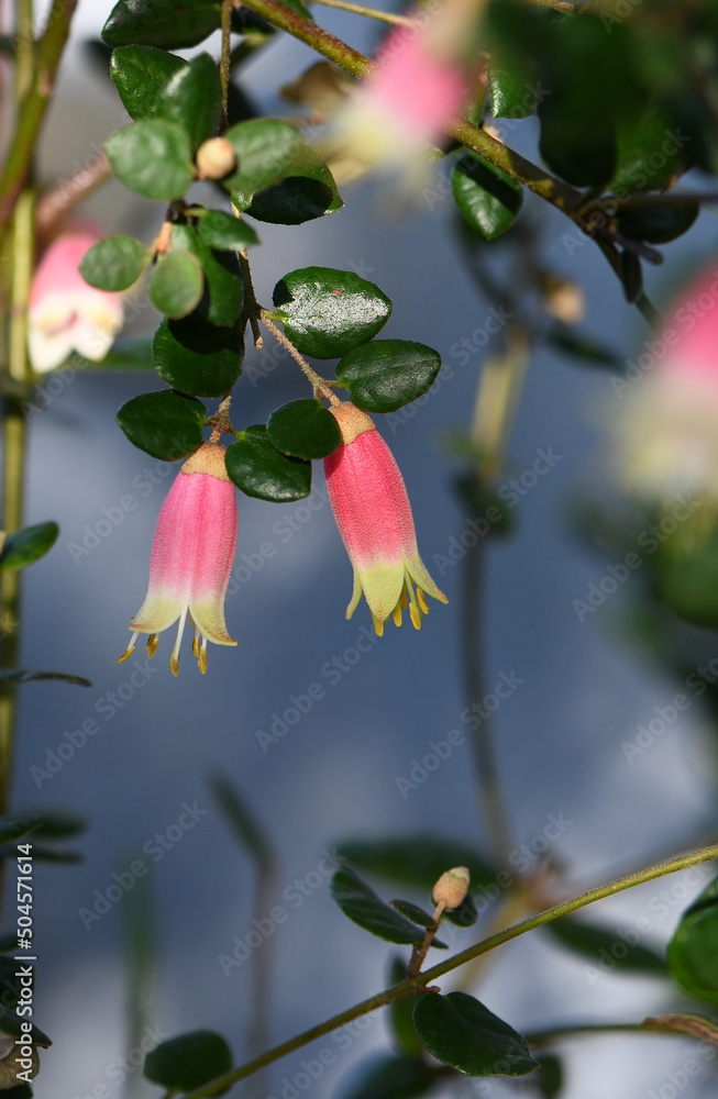 Bell shaped pink and yellow flowers of the Australian Correa variety ...