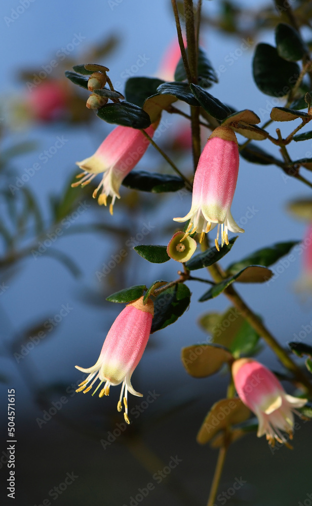 Bell shaped pink and yellow flowers of the Australian Correa variety ...