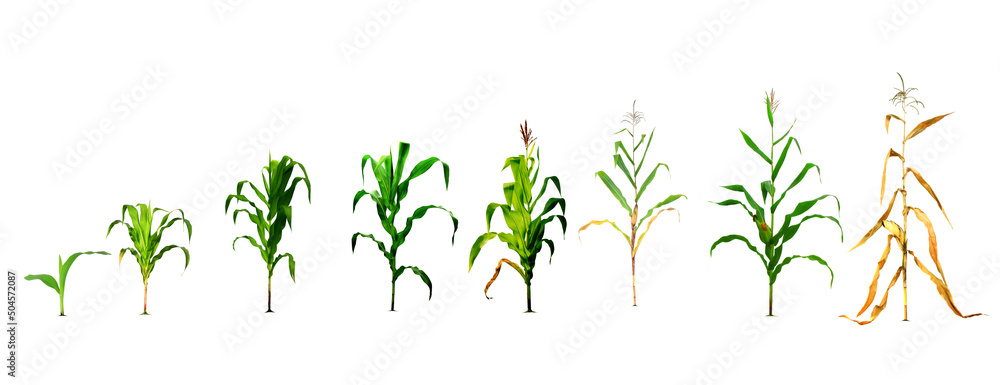 Illustration of the process of planting corn on a white background in ...