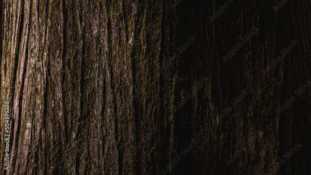 A tree portrait Stock Photo | Adobe Stock