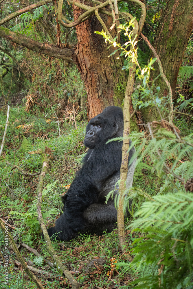 Mountains gorillas in the Mgahinga Gorilla National Park. Gorilla in ...