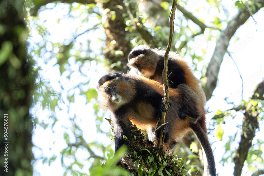 Golden monkey in the Mgahinga Gorilla National Park. Monkeys in the ...