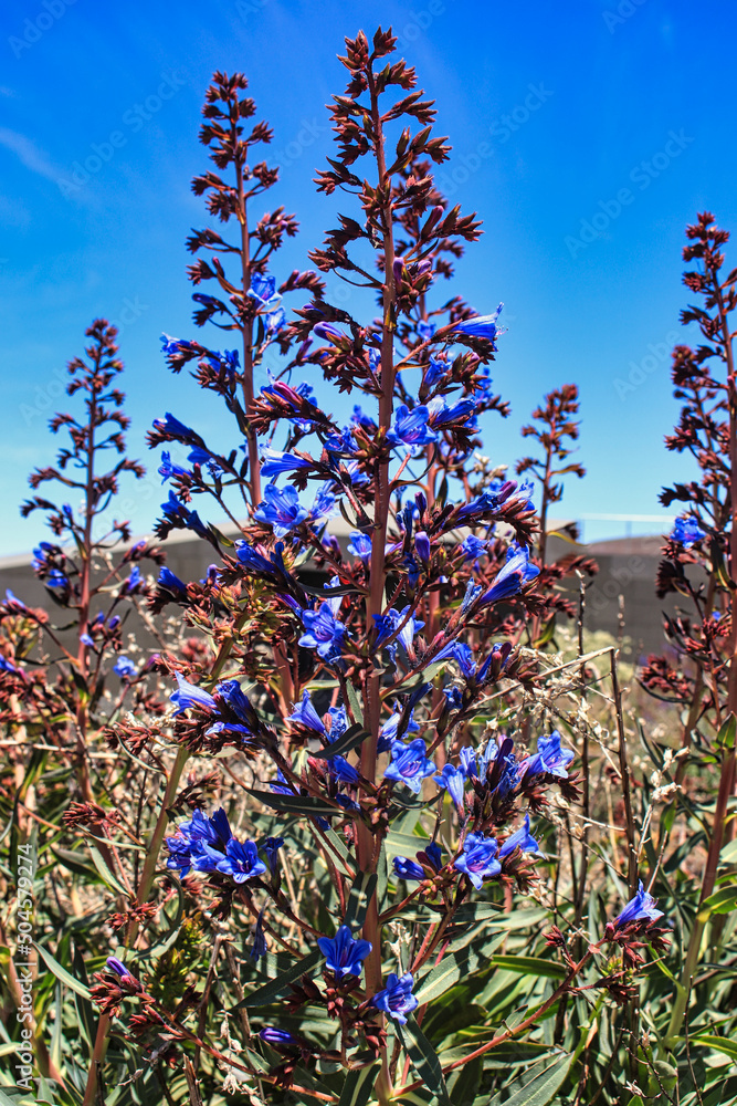 Echium gentianoides (blue bugloss or tajinaste azul), is an endemic ...