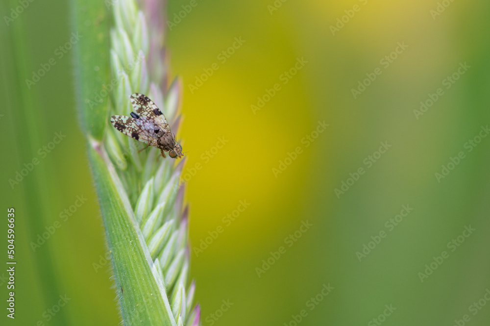 Tephritis matricariae - Tephritis matricariae - Tephrite matricaire ...