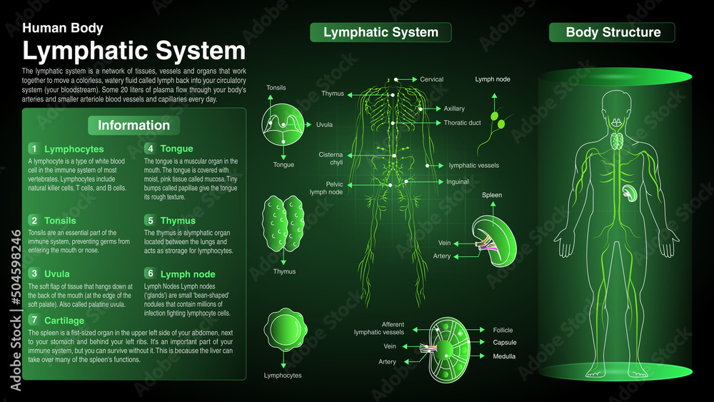 Póster Vector Diagrams of Lymphatic system: Function, Organs and Anatomy – Cuadro para Pared ...