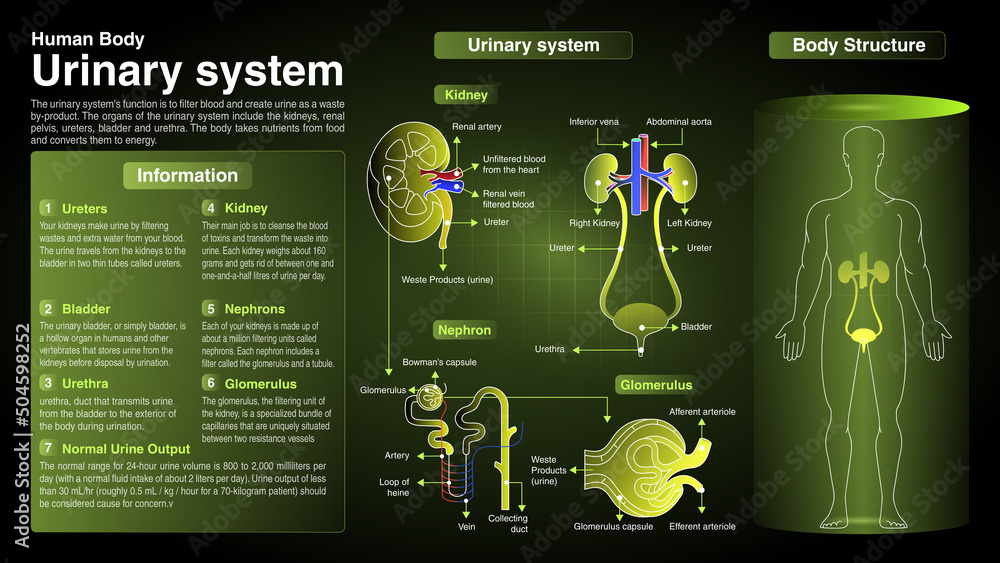 Vector Diagrams of Urinary System: Function, Organs and Anatomy Stock Vector | Adobe Stock
