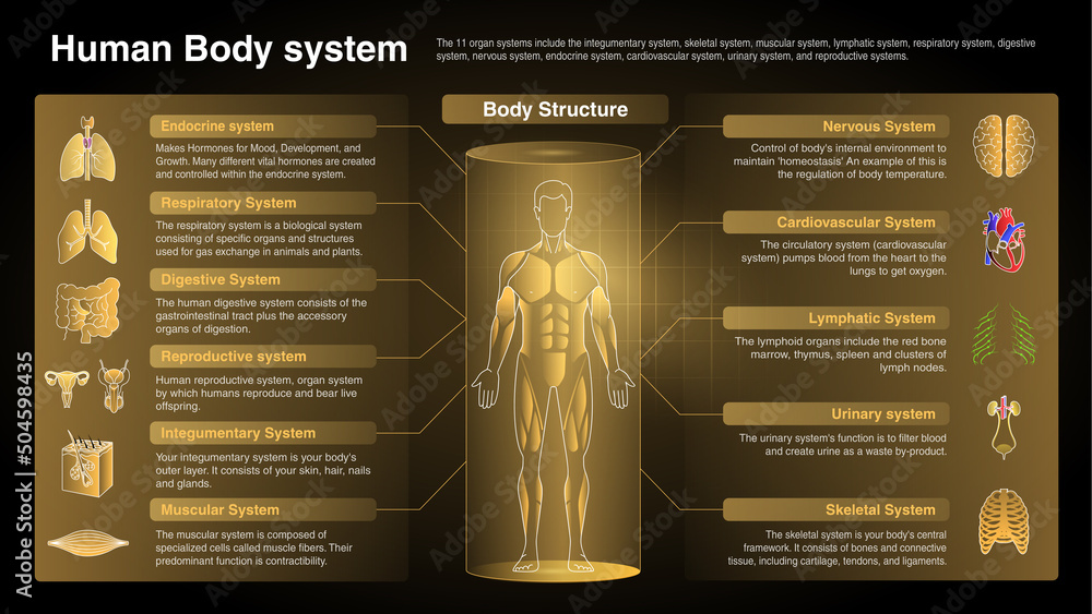 Vector Diagrams of Respiratory System: Function, Organs and Anatomy ...