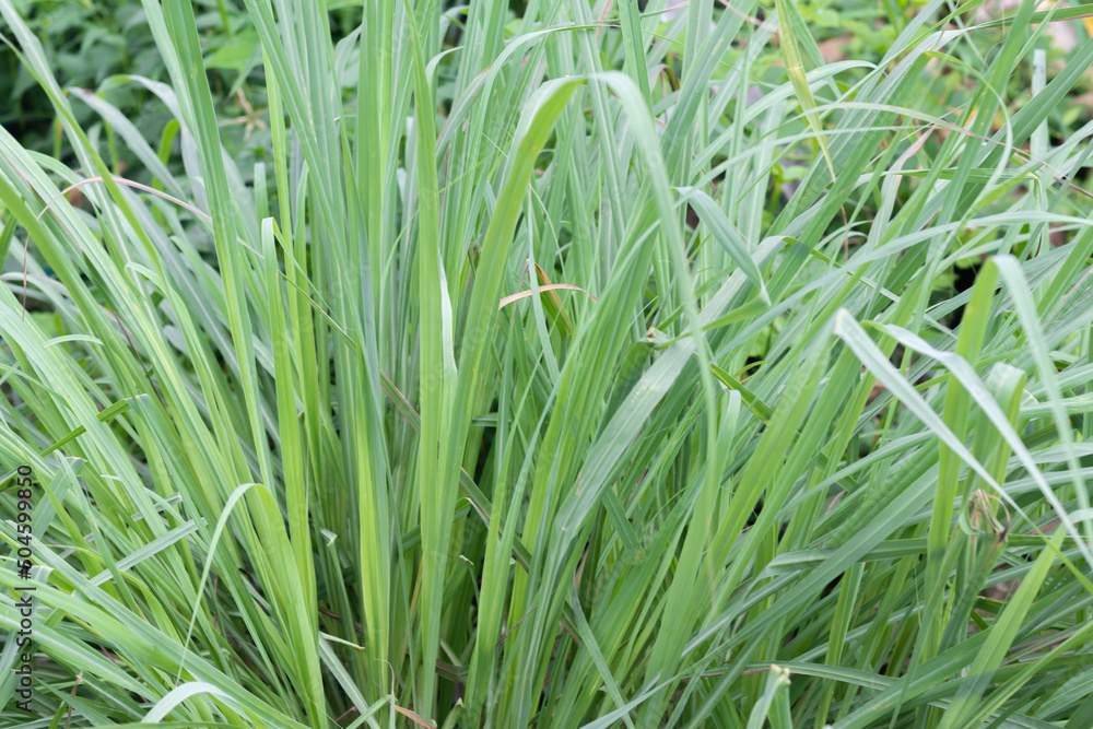 Lemongrass, also known as Cymbopogon, barbed wire grass, silky heads ...