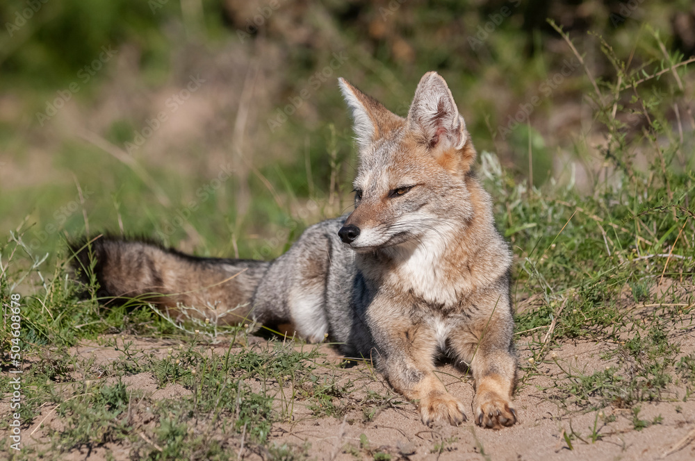 Pampas Grey fox , in Pampas grass environment, La Pampa province ...
