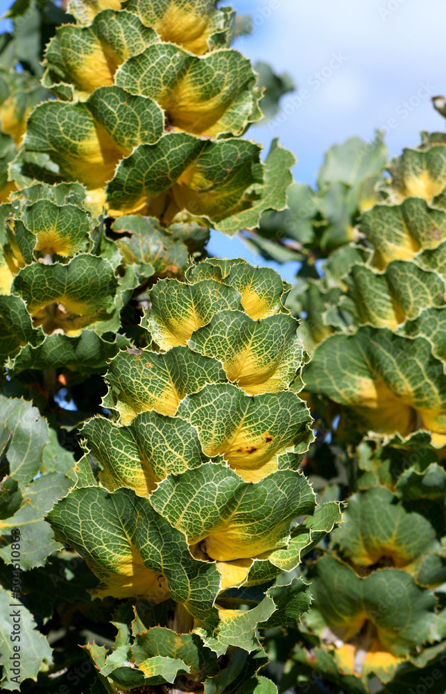 Unusual spectacular foliage of the Western Australian native Royal ...