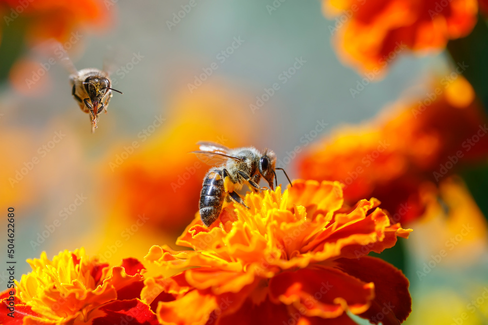 nature with small honey bees flying over marigold flowers in the summer ...