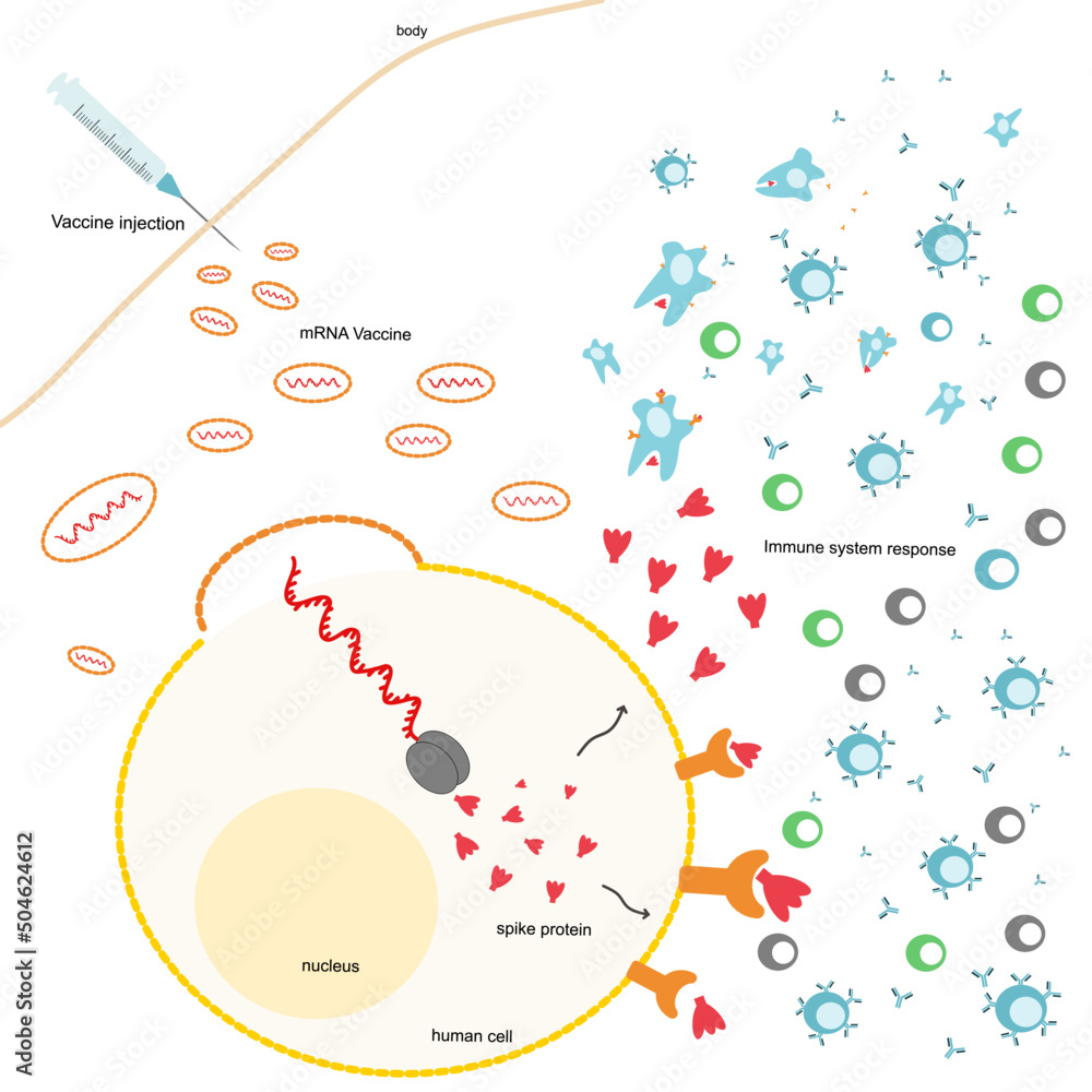 The immunization process in human body after mRNA vaccine injection ...