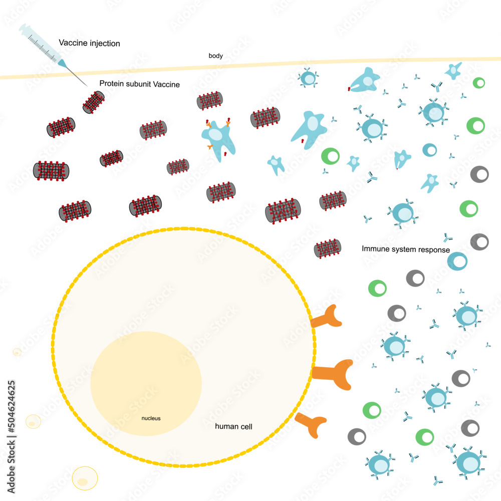 Stockvector The protein subunit vaccine that contains the purified ...